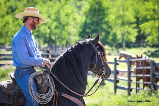 Devine Cool Hand Luke full Lippitt Morgan Stallion at stud
