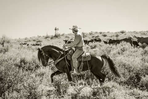Devine Cool Hand Luke full Lippitt Morgan Stallion at stud