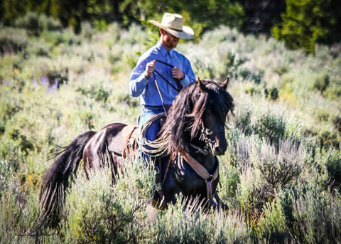 Devine Cool Hand Luke full Lippitt Morgan Stallion at stud