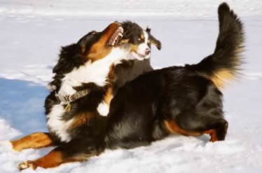 Teddy Bear Berners Montana Bernese Mountain Dog Breeder