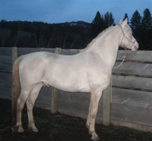 Perlino Morgan Stallion Devine Spirit of Hope