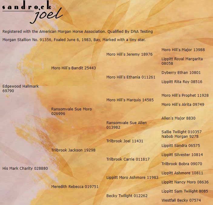 Colorful Morgans: Sandrock Joel, Devine Cool Hand Luke