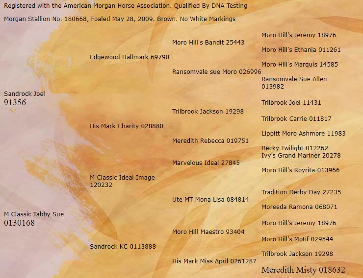 Devine Cool Hand Luke full Lippitt Morgan Stallion at stud