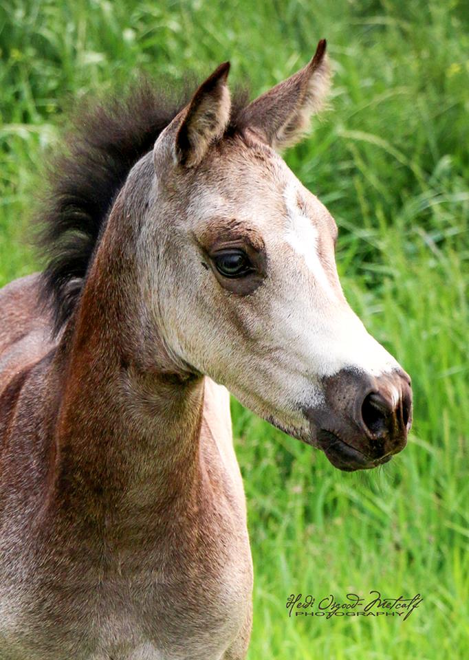 Morgan Foals, Lippitt foals, Colorful Foals coming soon