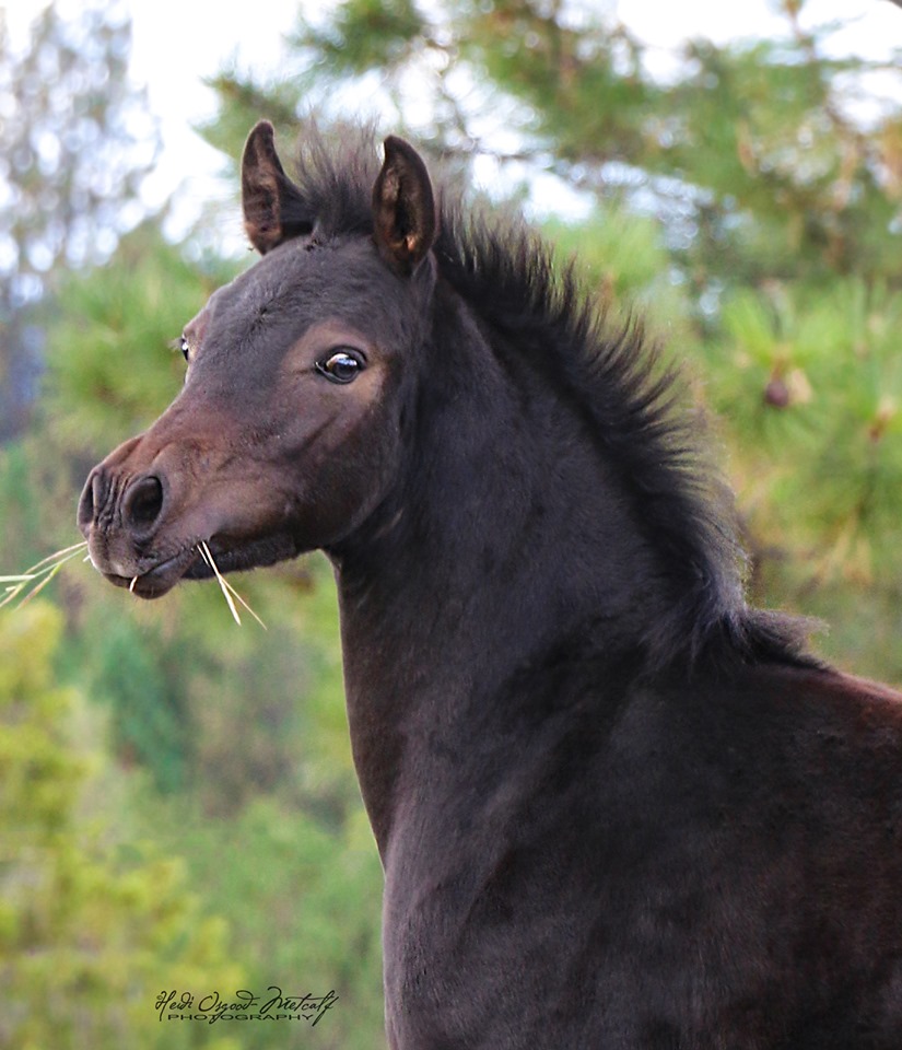 Morgan Foals, Lippitt foals, Colorful Foals coming soon