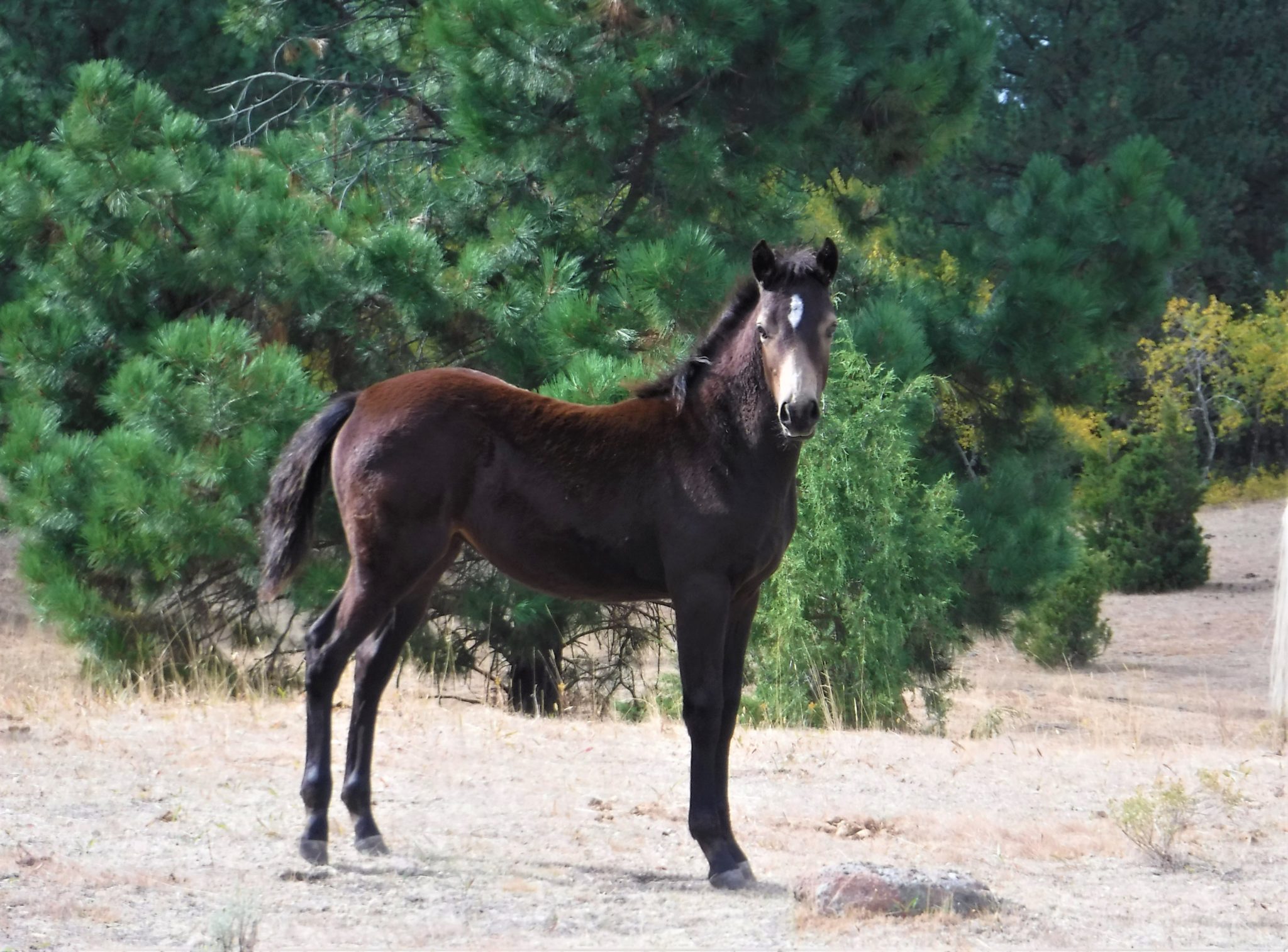 Morgan Foals, Lippitt foals, Colorful Foals coming soon