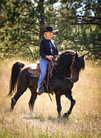 Devine Cool Hand Luke full Lippitt Morgan Stallion at stud