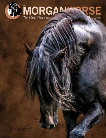 Devine Cool Hand Luke full Lippitt Morgan Stallion at stud