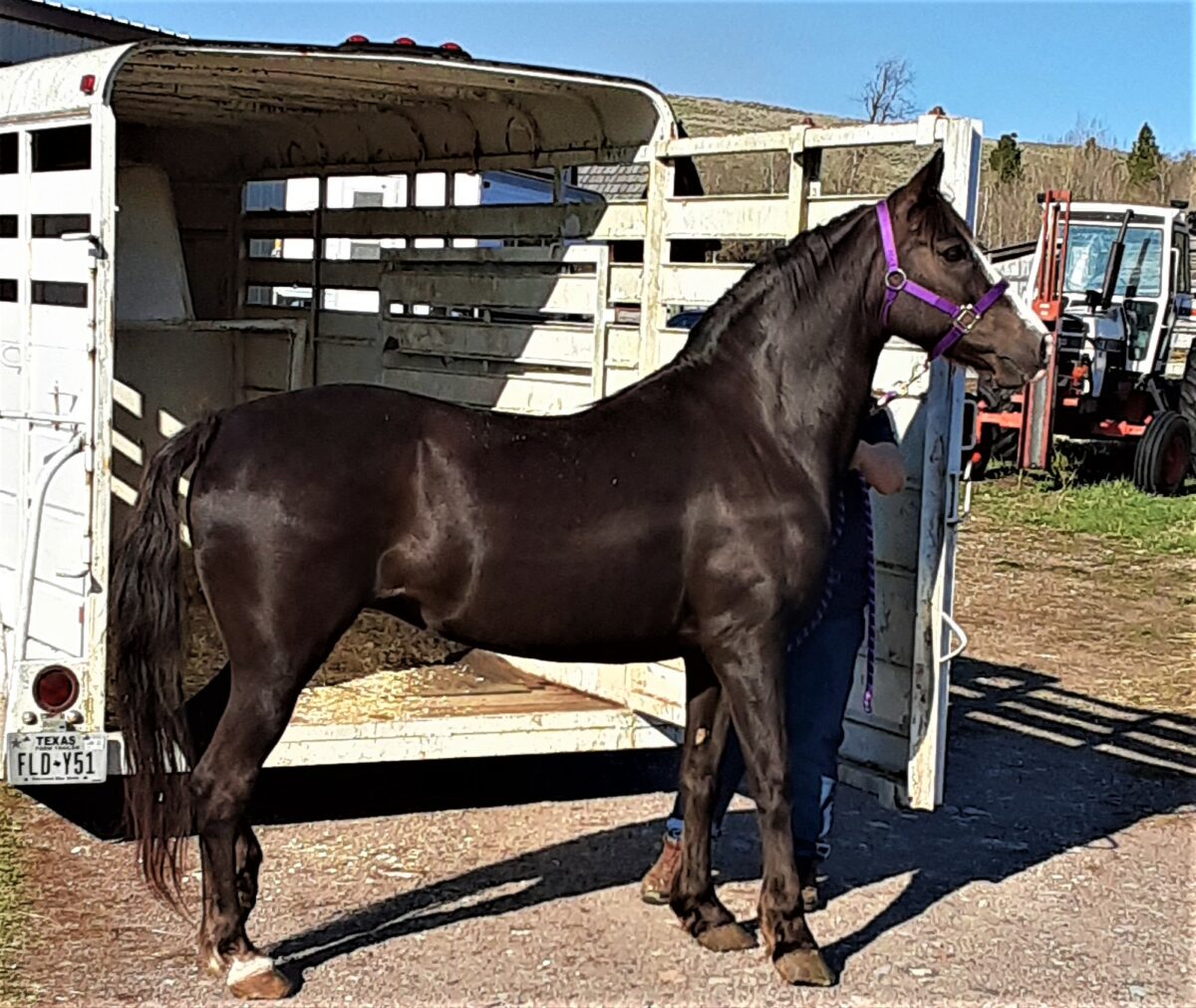 Morgan Foals, Lippitt foals, Colorful Foals coming soon