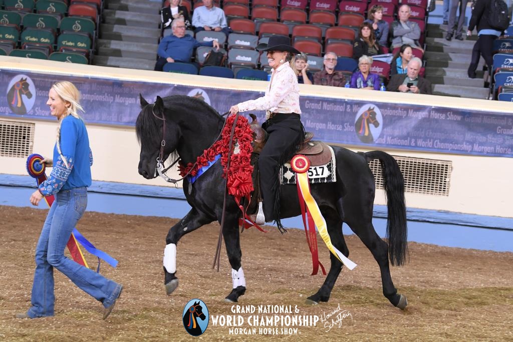 Morgan Foals, Lippitt foals, Colorful Foals coming soon