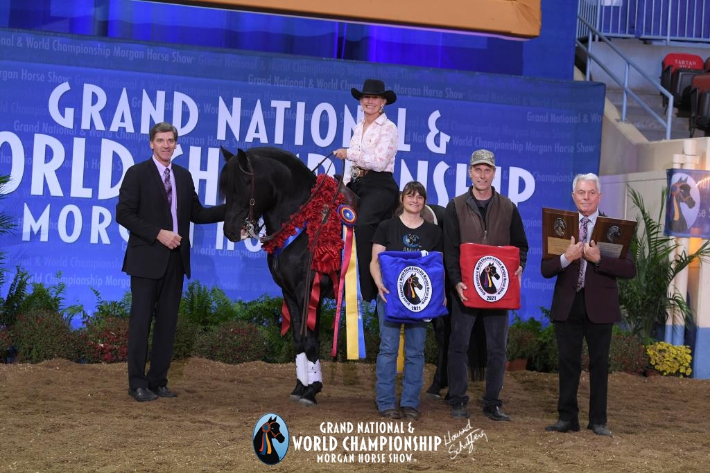 Devine Cool Hand Luke full Lippitt Morgan Stallion at stud