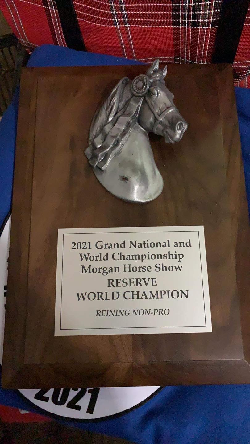 Devine Cool Hand Luke full Lippitt Morgan Stallion at stud