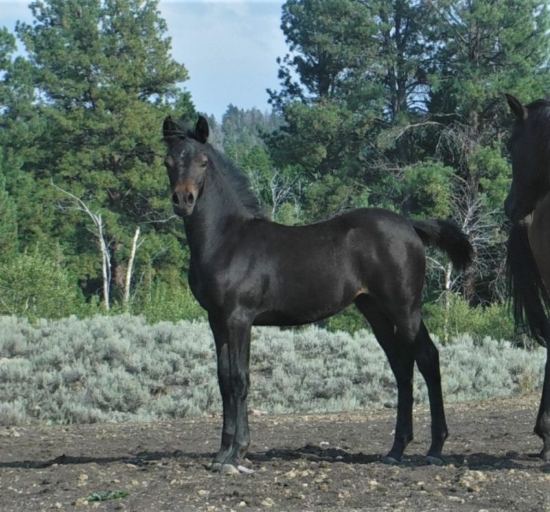 Morgan Foals, Lippitt foals, Colorful Foals coming soon