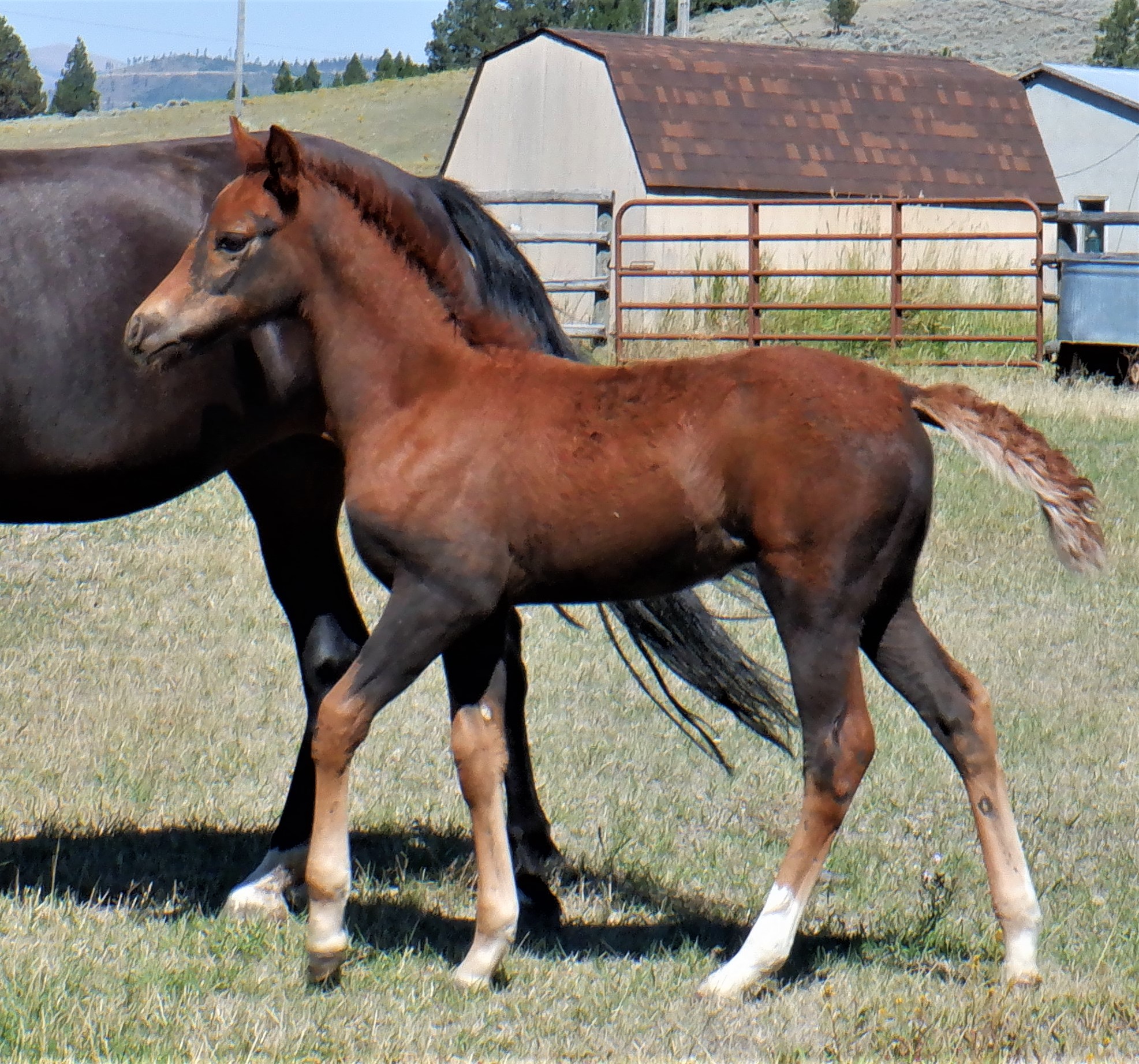Morgan Foals, Lippitt foals, Colorful Foals coming soon