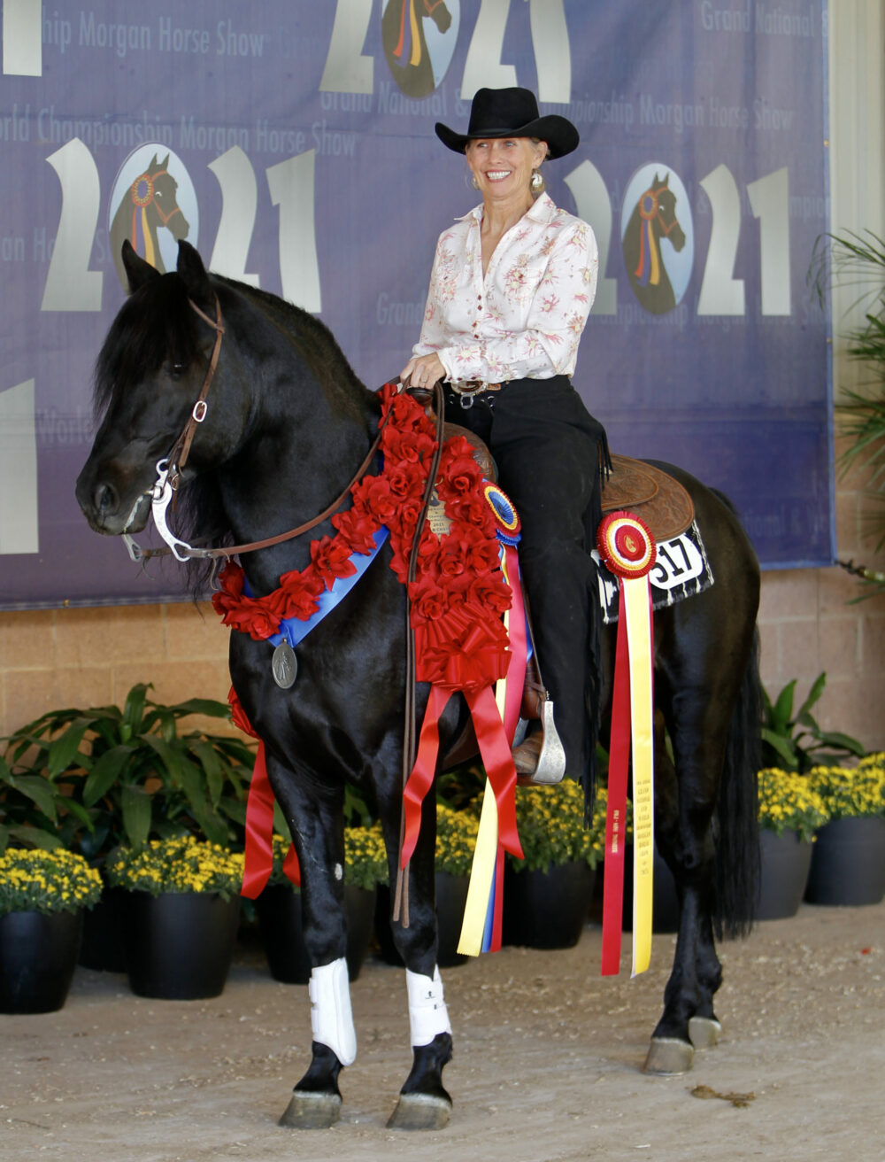 Devine Cool Hand Luke full Lippitt Morgan Stallion at stud