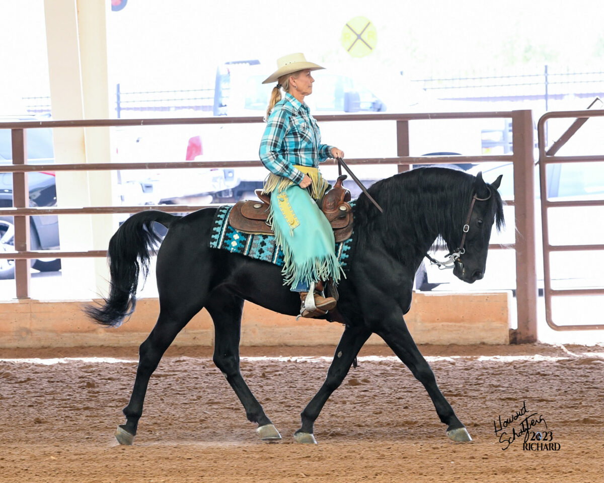 Devine Cool Hand Luke full Lippitt Morgan Stallion at stud