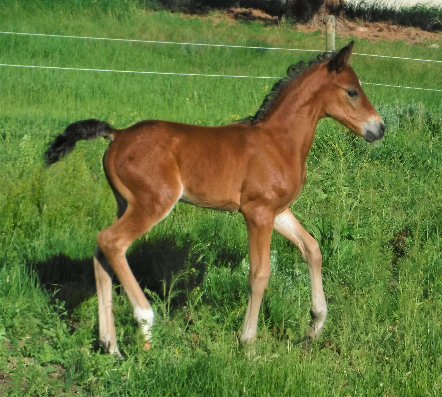 Morgan Foals, Lippitt foals, Colorful Foals coming soon