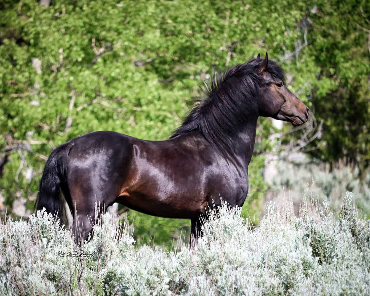 Colorful Morgans- Foundation/Lippitt Morgan Stallion at Stud